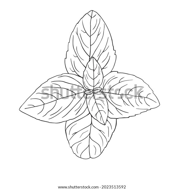 Sketch Basil Branch Vector Illustration Outline Stock Vector (Royalty ...