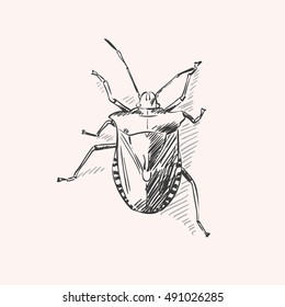 Sketch Bug Hand Drawn Vector Illustration Stock Vector (Royalty Free ...