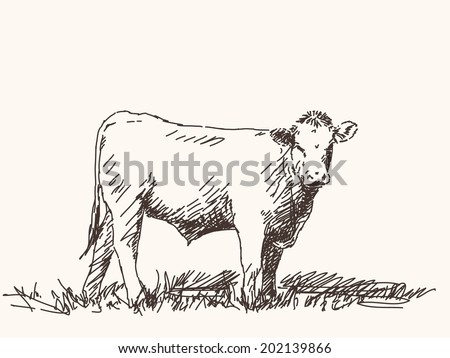 Sketch Bull Hand Drawn Vector Illustration Stock Vector (Royalty Free ...
