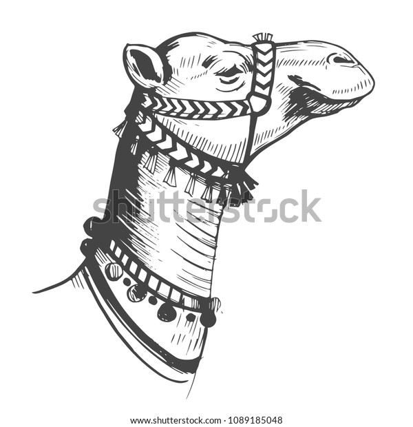 Sketch Camel Hand Drawn Illustration Converted Stock Vector (Royalty ...