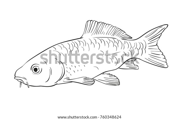 Sketch Carp Fish Hand Drawn Vector Stock Vector (Royalty Free) 760348624