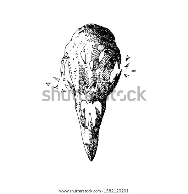 Sketch Chicken Skull Vector Artwork Stock Vector (Royalty Free ...