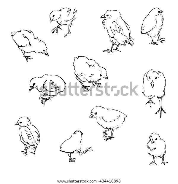 Sketch Chicks Ink Drawing Birds Hand Stock Vector (Royalty Free) 404418898