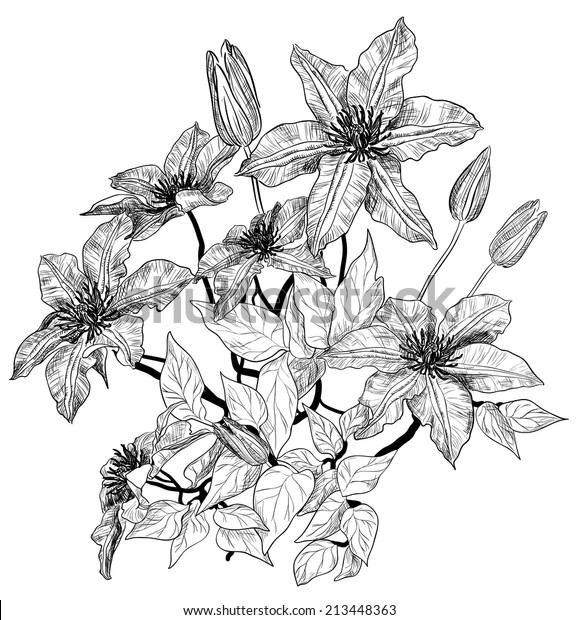 Sketch Clematis Flowers Stock Vector (Royalty Free) 213448363 ...