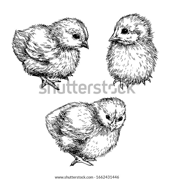Sketch Cute Chick Hand Drawn Graphic Stock Vector (Royalty Free ...