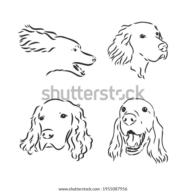 Sketch Dog Irish Setter Vector Illustration Stock Vector (Royalty Free ...