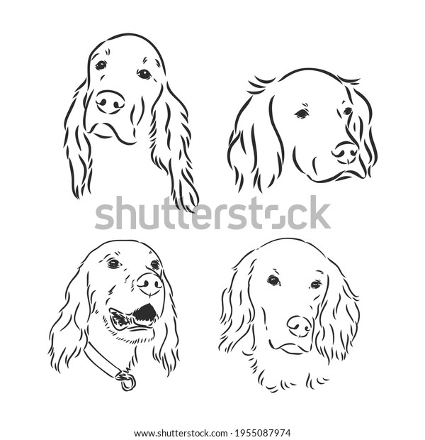 Sketch Dog Irish Setter Vector Illustration Stock Vector (Royalty Free ...