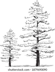 Sketch Drawing Tree Pine Tree Line Stock Vector (Royalty Free ...