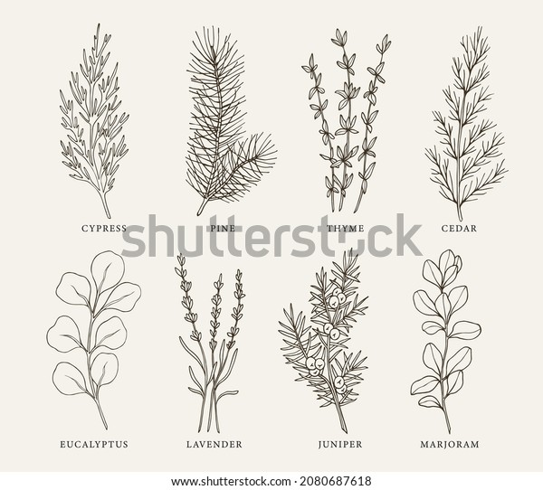 7,122 Homeopathy drawing 이미지, 스톡 사진 및 벡터 | Shutterstock