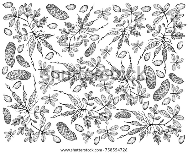 Sketch Fresh Peanuts Groundnut Groundnut Plants Stock Vector (Royalty ...