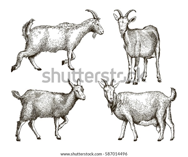 Sketch Goat Drawn By Hand Livestock Stock Vector (Royalty Free ...