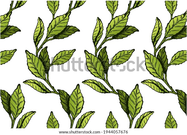 Sketch Hand Drawn Green Tea Pattern Stock Vector (Royalty Free ...