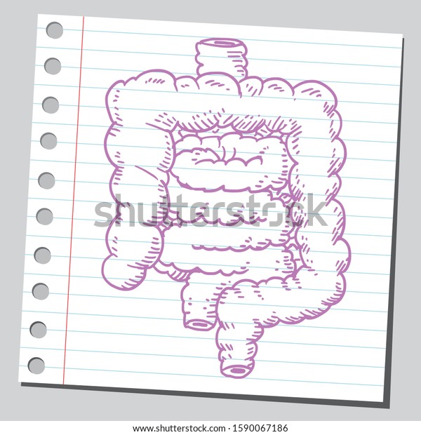 Sketch Human Guts Stock Vector (Royalty Free) 1590067186 | Shutterstock