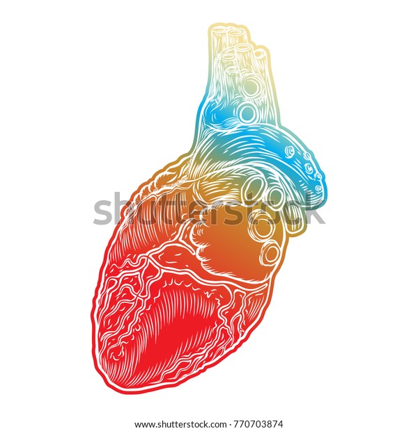 Sketch Human Heart Hand Drawn Anatomical Stock Vector (Royalty Free ...