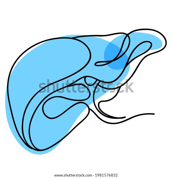Sketch Ink Human Liver Hand Drawn Stock Vector (Royalty Free ...