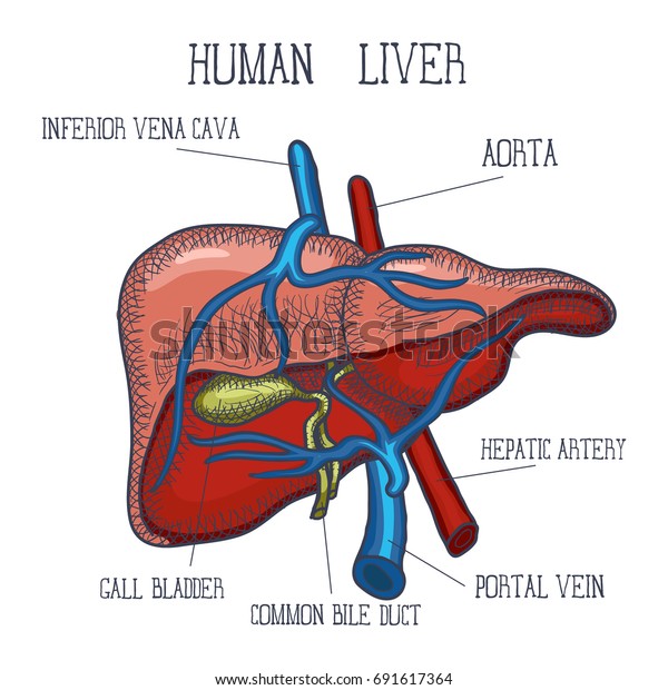 Sketch Ink Human Liver Hand Drawn Stock Vector (Royalty Free) 691617364 ...