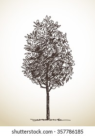 Sketch Isolated Tree Hand Drawn Illustration Stock Vector (Royalty Free ...