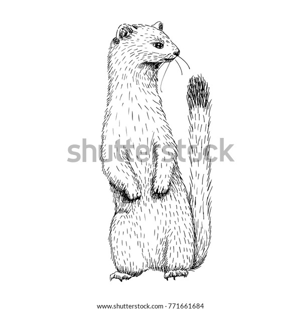 Sketch Line Art Drawing Ermine Black 스톡 벡터(로열티 프리) 771661684