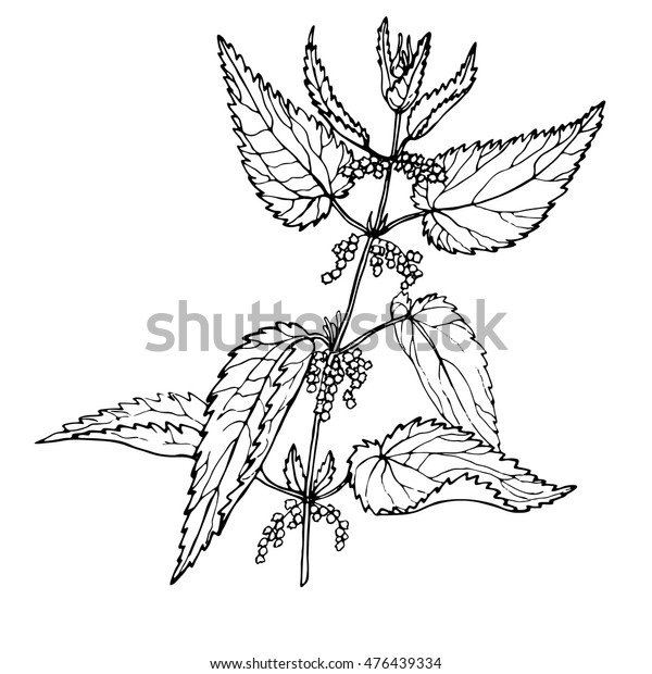 Sketch Nettle Vector Illustration Outline Plant Stock Vector (Royalty ...