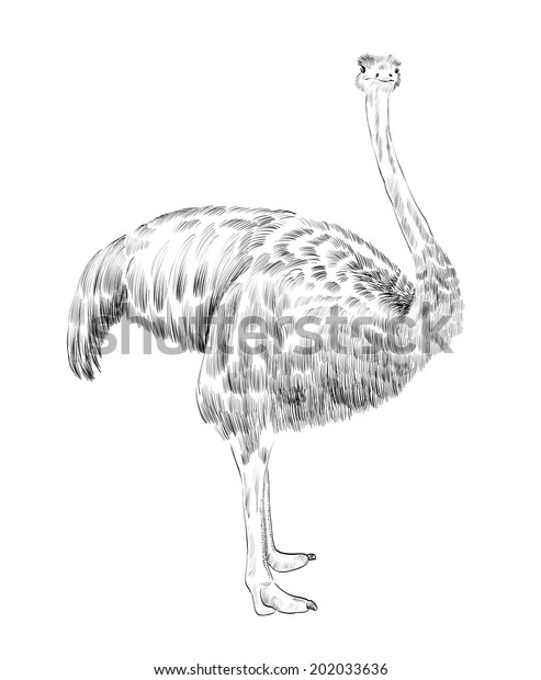Sketch Ostrich On White Background Stock Vector (Royalty Free ...