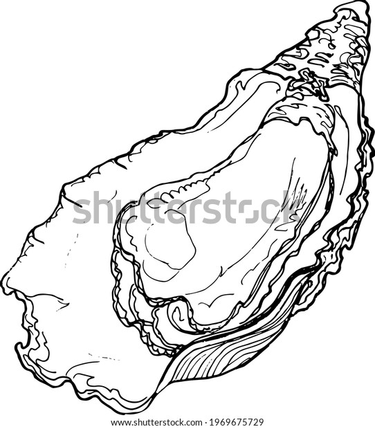 Sketch Oyster Hand Drawing Illustrationvector: เวกเตอร์สต็อก (ปลอดค่า ...