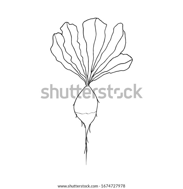 Sketch Radish Vector Outlines Isolated Element Stock Vector (Royalty ...