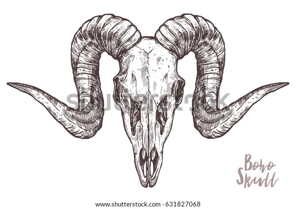 1,653 Ram Skulls Stock Vectors, Images & Vector Art | Shutterstock