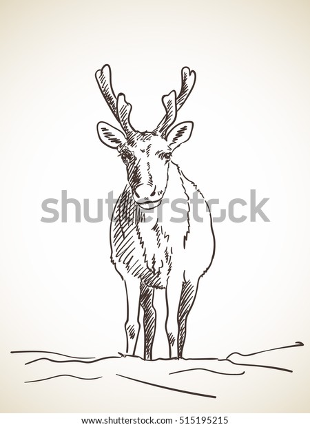 Sketch Reindeer Front View Isolated Hand: เวกเตอร์สต็อก (ปลอดค่า ...
