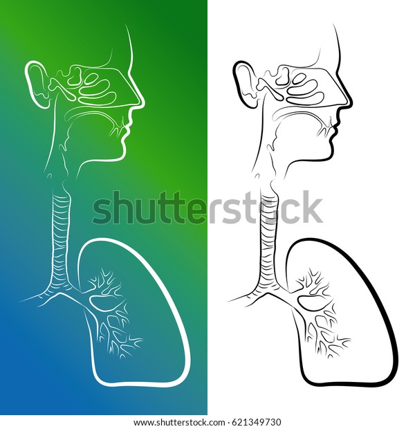Sketch Respiratory System Organs Vector Illustration Stock Vector ...