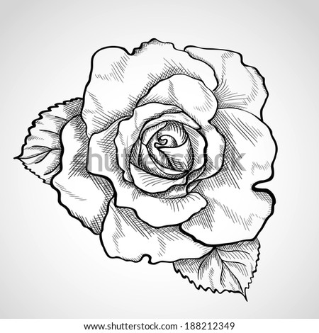 Sketch Rose Branch Hand Drawn Ink Stock Vector (Royalty Free) 188212349 ...