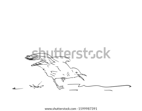 Sketch Seagull Doing Poop Vector Hand Stock Vector (Royalty Free ...