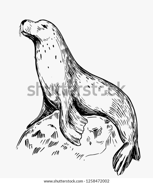 Sketch Seal On Stone Hand Drawn Stock Vector Royalty Free 1258472002
