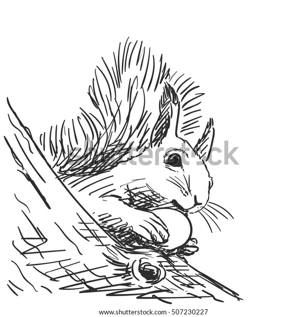 Sketch Squirrel Gnawing Nut Hand Drawn Stock Vector (Royalty Free ...