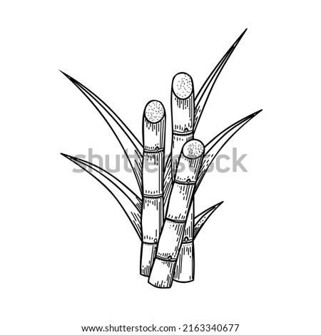 Cane Drawings | Free download on ClipArtMag
