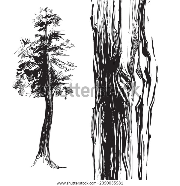 Sketch Tree Sketch Bark Tree Ink Stock Vector (Royalty Free) 2050035581 ...