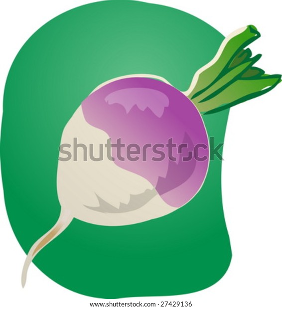 Sketch Turnip Handdrawn Lineart Look Illustration Stock Vector (Royalty ...