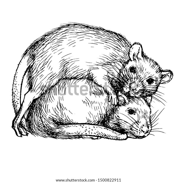 2,303 imágenes de Rat couple - Imágenes, fotos y vectores de stock ...