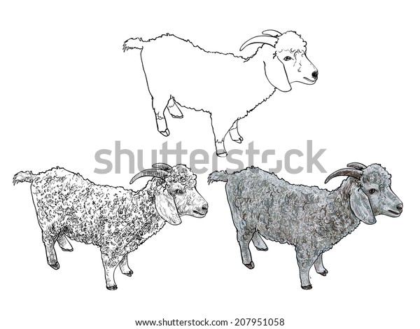 Sketch Vector Angora Goat On White Stock Vector (Royalty Free ...