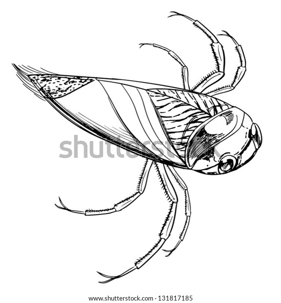 Sketch Water Beetle Stock Vector (Royalty Free) 131817185