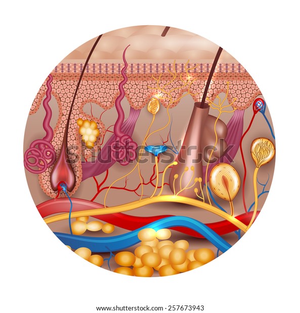 Skin anatomy in round shape, beautiful bright design