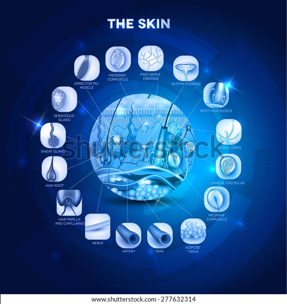 Skin Anatomy Round Shape Beautiful Blue Stock Vector (Royalty Free ...