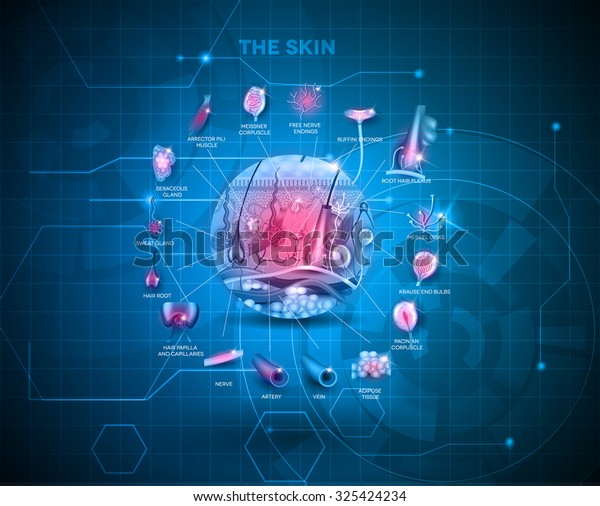 Skin Anatomy Structure Background Detailed Illustration 库存矢量图（免版税 ...