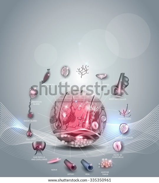 Skin Anatomy Structure Beautiful Background Detailed Stock Vector ...