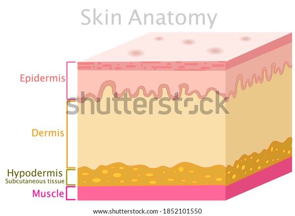 Skin anatomy. Structure parts dermis, epidermis, hypodermis ...