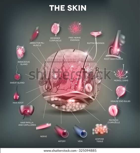 Estructura de anatomía de la piel: vector de stock (libre de regalías ...