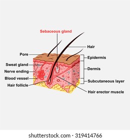 Anatomía del cabello.: vector de stock (libre de regalías) 640504219 ...