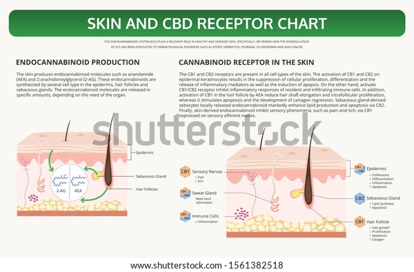 9 Skin And Cbd Chart Images, Stock Photos & Vectors | Shutterstock