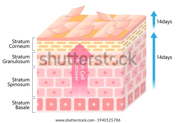 Skin Cell Turnover Process Illustration Skin Stock Vector (Royalty Free ...
