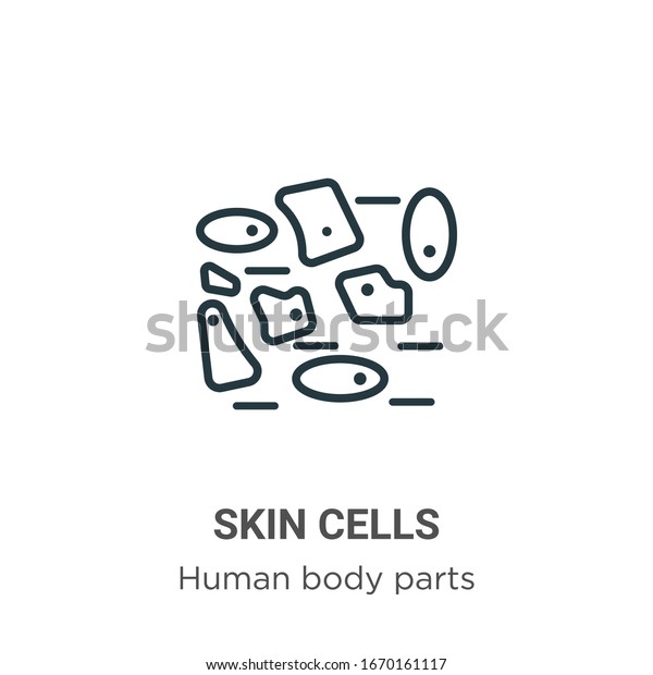 Skin Cells Outline Vector Icon Thin Stock Vector (Royalty Free ...