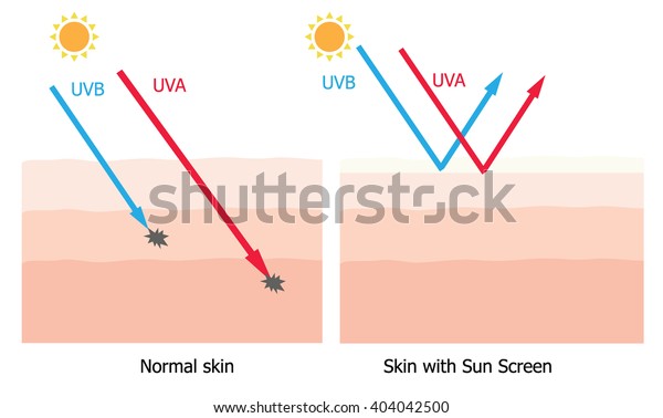 Skin Compare Between Skin Spectrumboarding Sunscreen 스톡 벡터(로열티 프리 ...